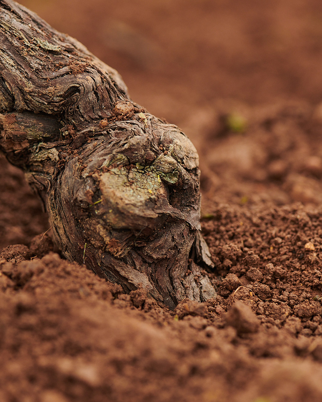 Domaine Chandon China，起泡酒 - 葡萄酒与烈酒 – LVMH集团