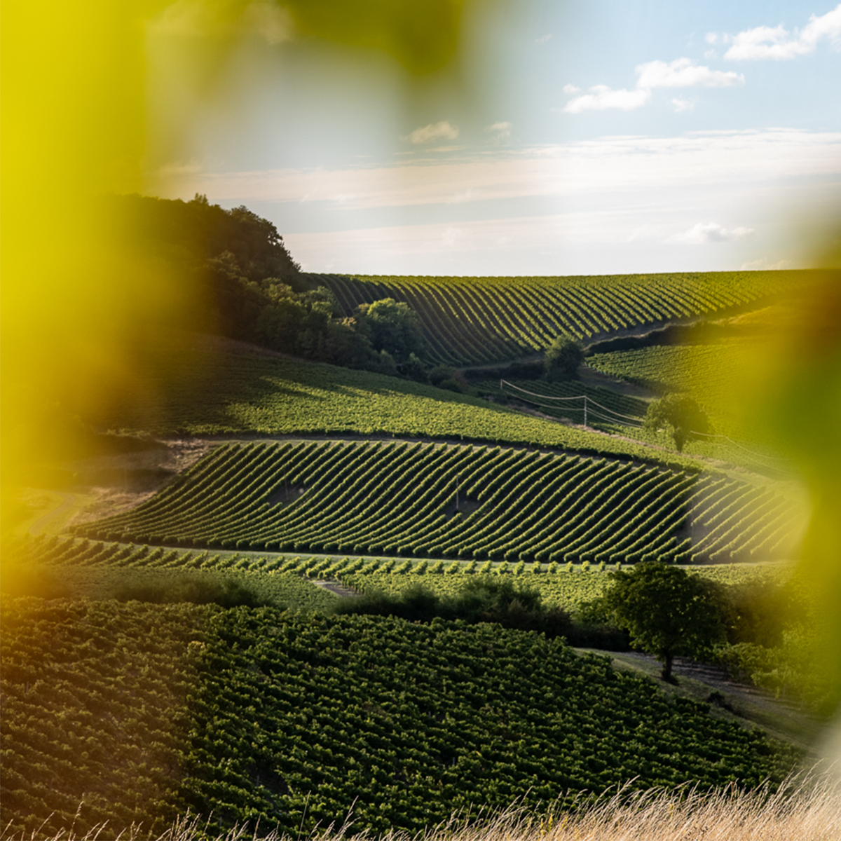 Hennessy，高级干邑 - 葡萄酒与烈酒 - LVMH集团