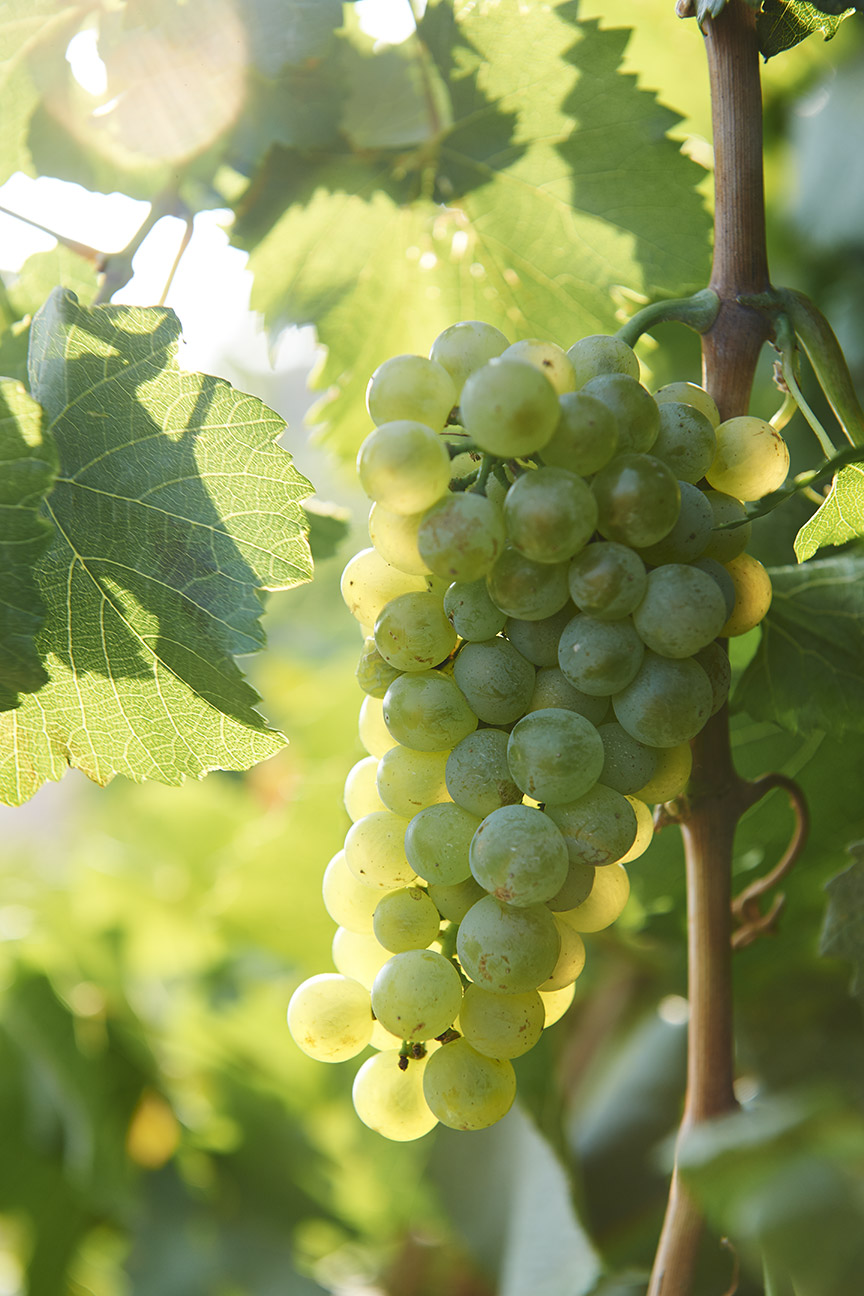 Domaine Chandon China，起泡酒 - 葡萄酒与烈酒 – LVMH集团